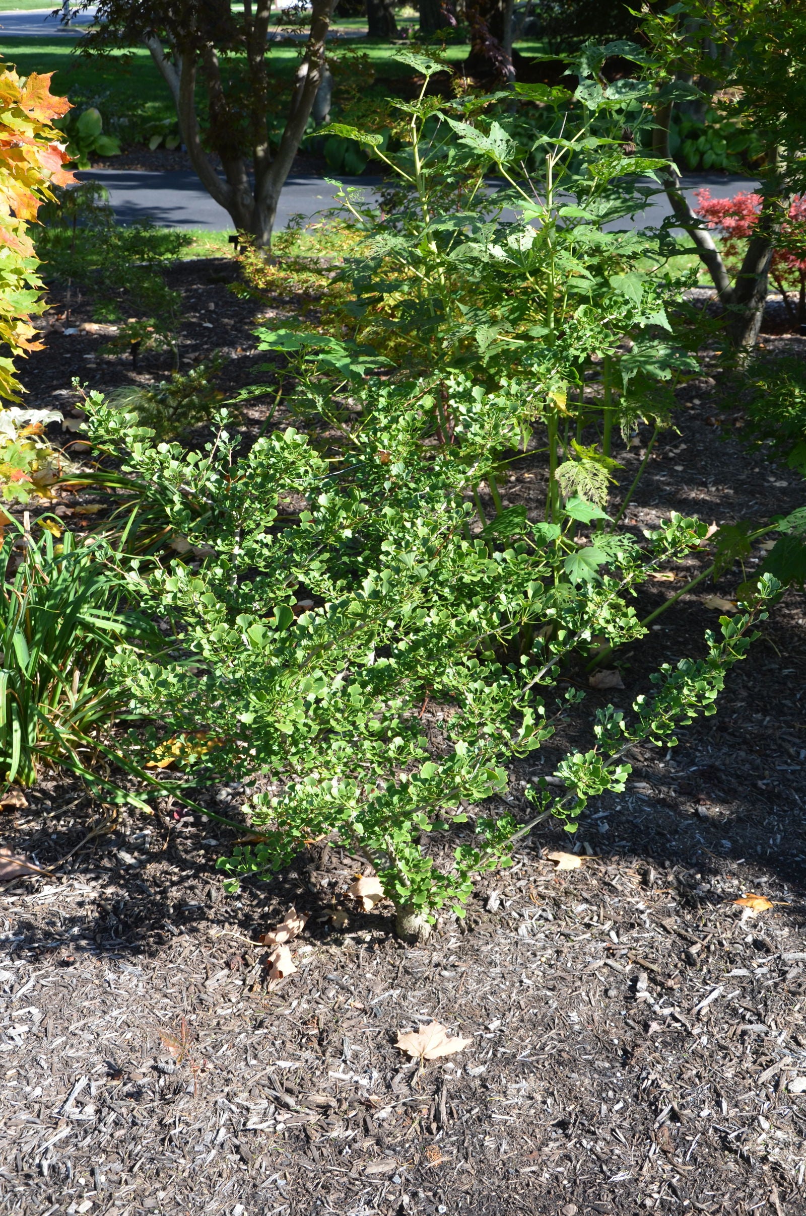 Buy Ginkgo biloba 'Chris's Dwarf' aka "Munchkin" Male Ginkgo Tree — Mr ...