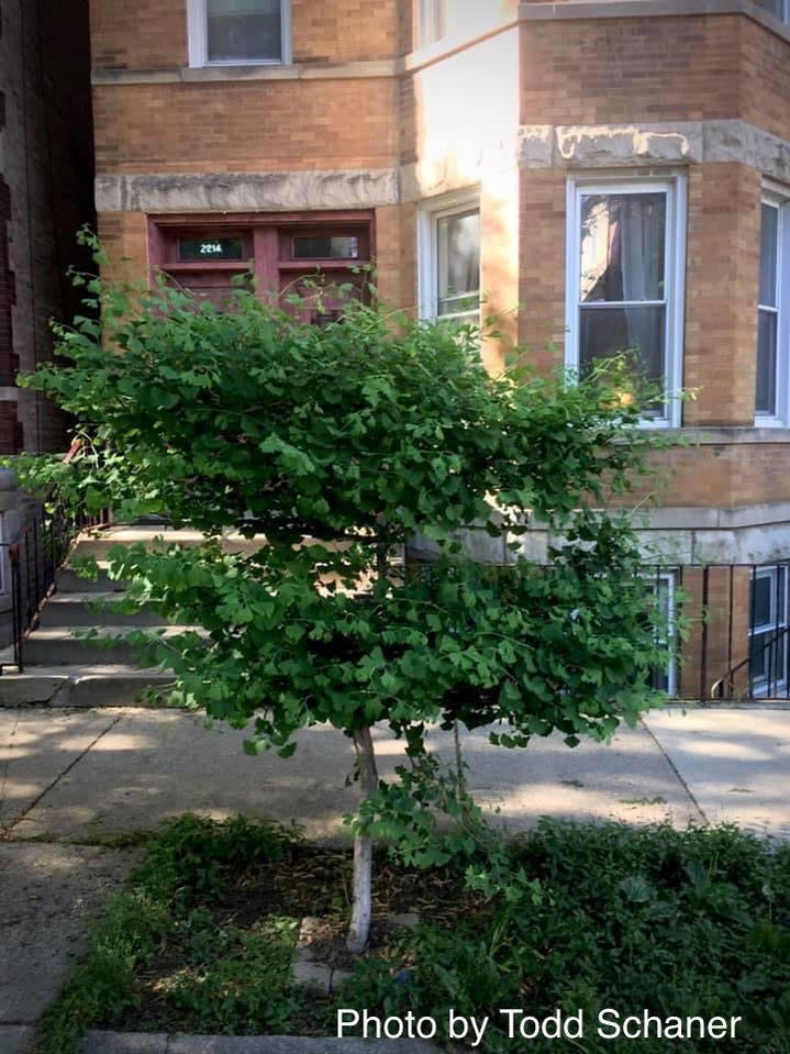 Buy Ginkgo biloba 'Ding-A-Ling' Ginkgo Tree — Mr Maple │ Buy Japanese ...