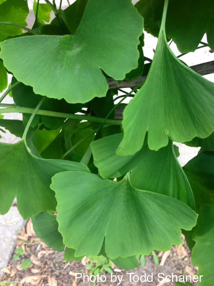 Buy Ginkgo biloba 'Ding-A-Ling' Ginkgo Tree — Mr Maple │ Buy Japanese ...
