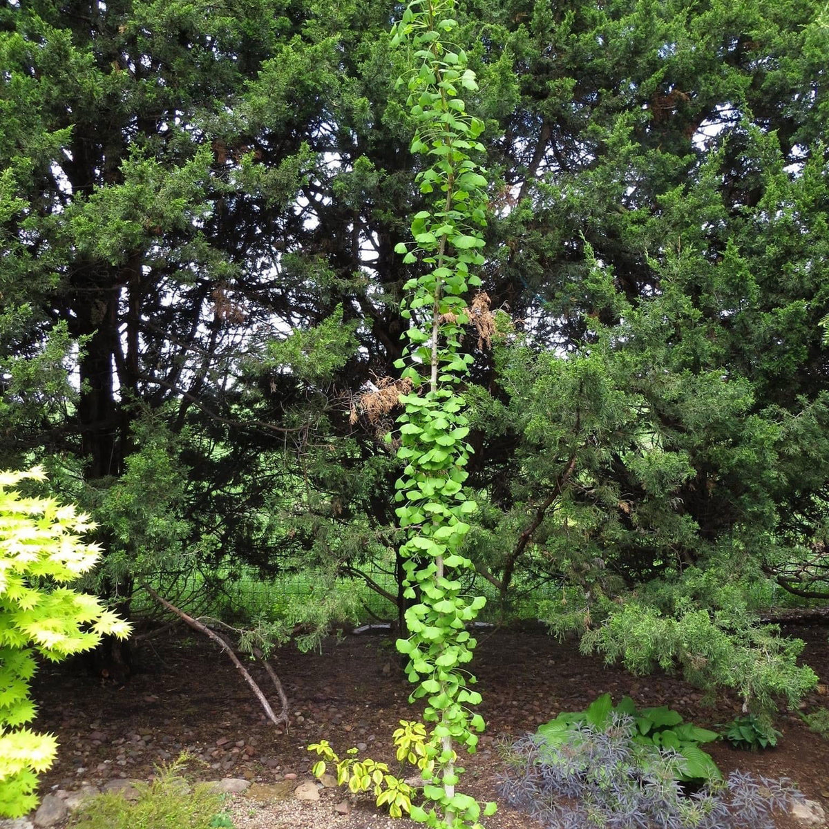 Buy Ginkgo biloba 'Elmwood Pillar' Narrow Male Ginkgo Tree — Mr Maple ...
