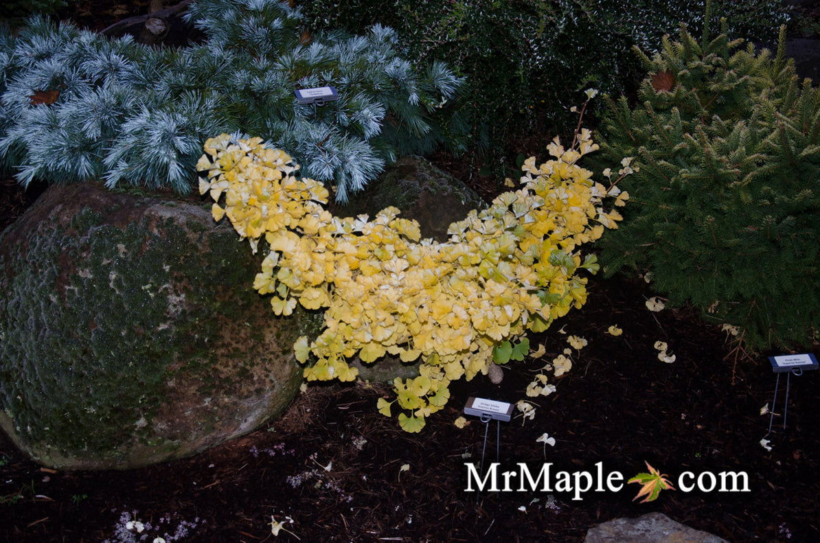 Buy Ginkgo biloba 'Everton Broom' Dwarf Ginkgo Tree — Mr Maple │ Buy ...