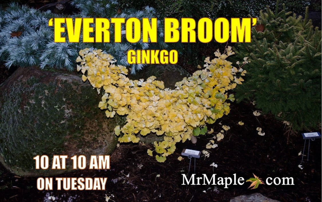 Buy Ginkgo biloba 'Everton Broom' Dwarf Ginkgo Tree — Mr Maple │ Buy ...