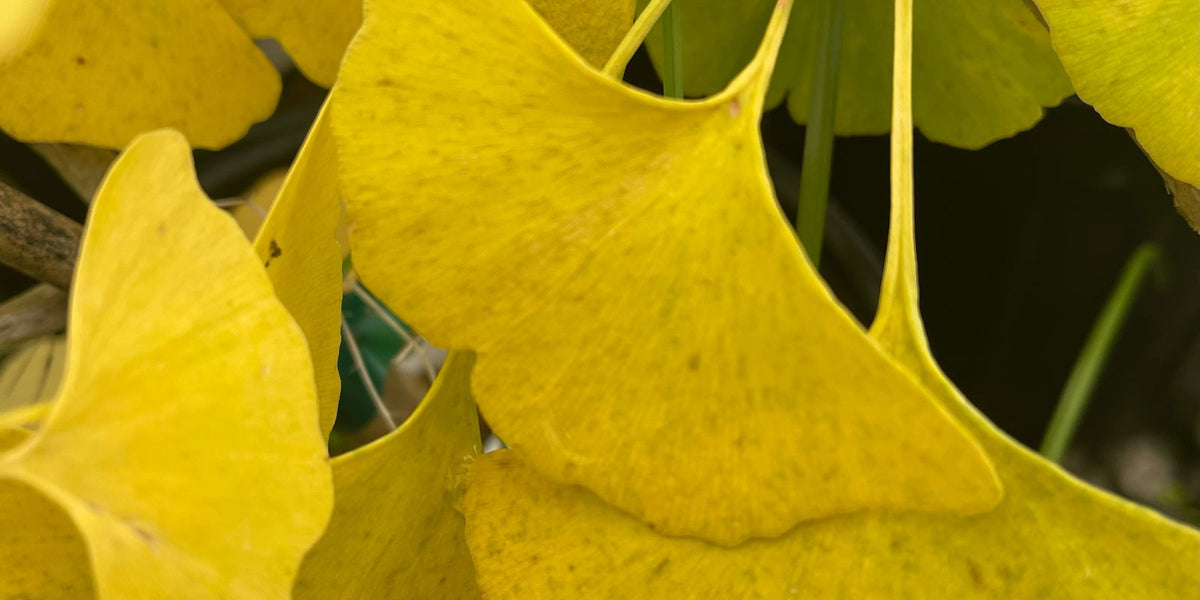 Buy Ginkgo biloba 'Fairmount' Narrow Male Ginkgo Tree — Mr Maple │ Buy ...