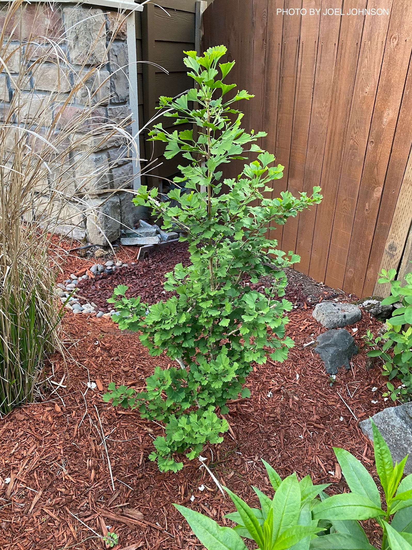 Buy Ginkgo biloba 'Folkert's Select' Male Small Leaf Ginkgo Tree — Mr ...