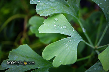 Buy Ginkgo biloba 'Folkert's Select' Male Small Leaf Ginkgo Tree — Mr ...