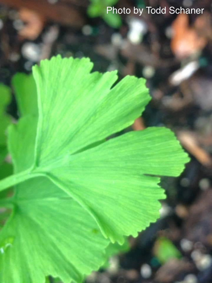 Buy Ginkgo biloba 'Folkert's Select' Male Small Leaf Ginkgo Tree — Mr ...