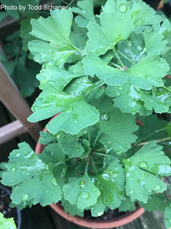 Buy Ginkgo biloba 'Folkert's Select' Male Small Leaf Ginkgo Tree — Mr ...