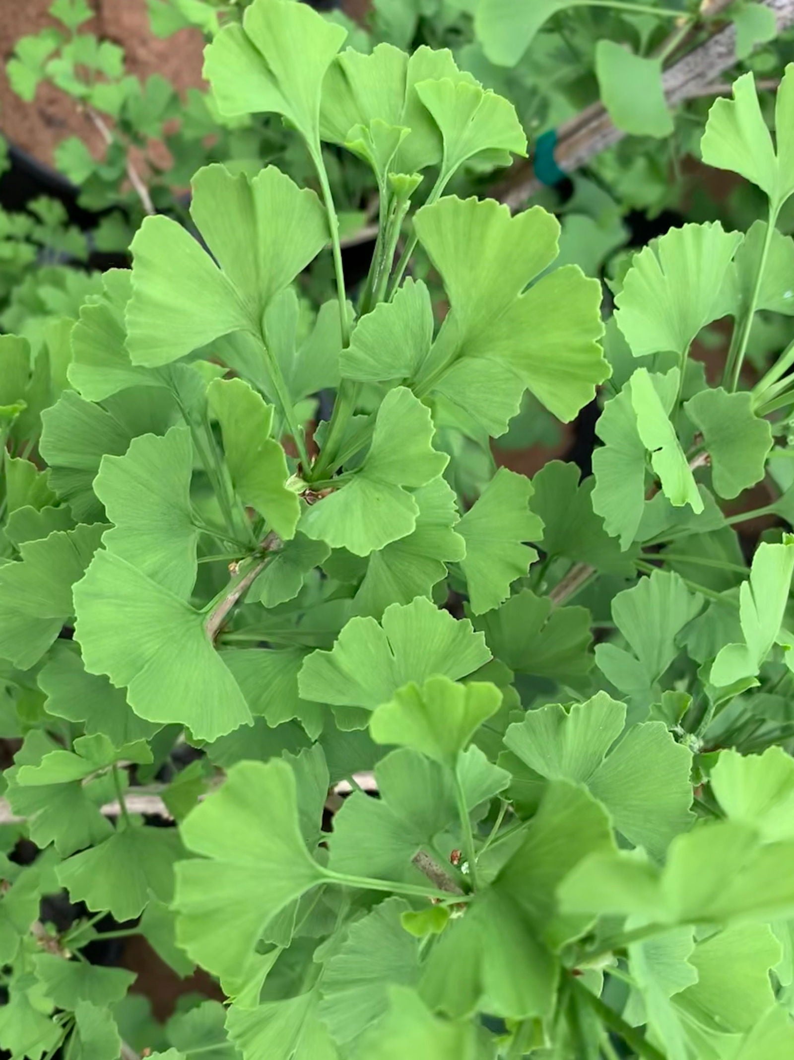 Buy Ginkgo biloba 'Folkert's Select' Male Small Leaf Ginkgo Tree — Mr ...