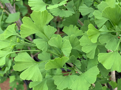 Buy Ginkgo biloba 'Folkert's Select' Male Small Leaf Ginkgo Tree — Mr ...