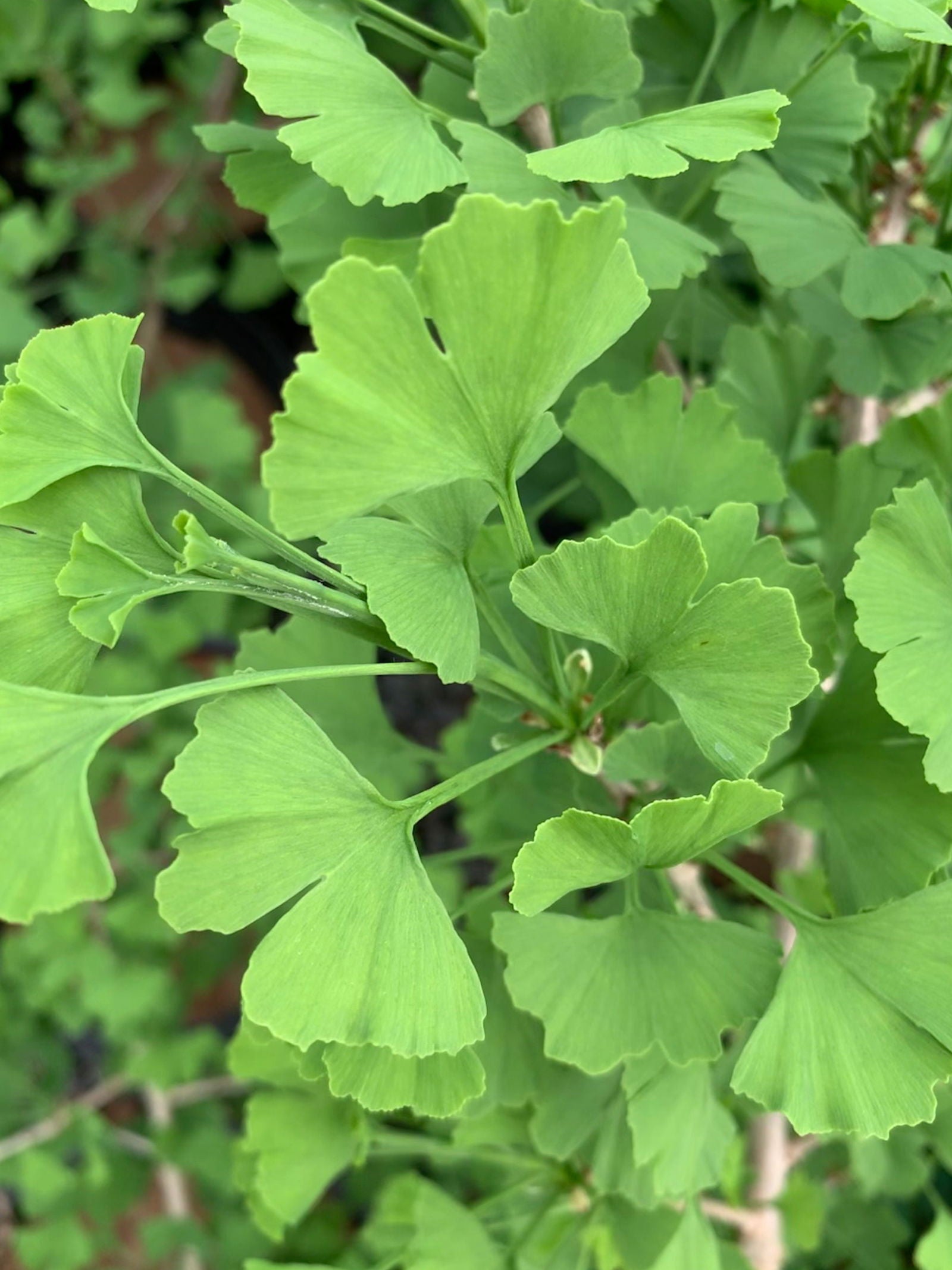 Buy Ginkgo biloba 'Folkert's Select' Male Small Leaf Ginkgo Tree — Mr ...