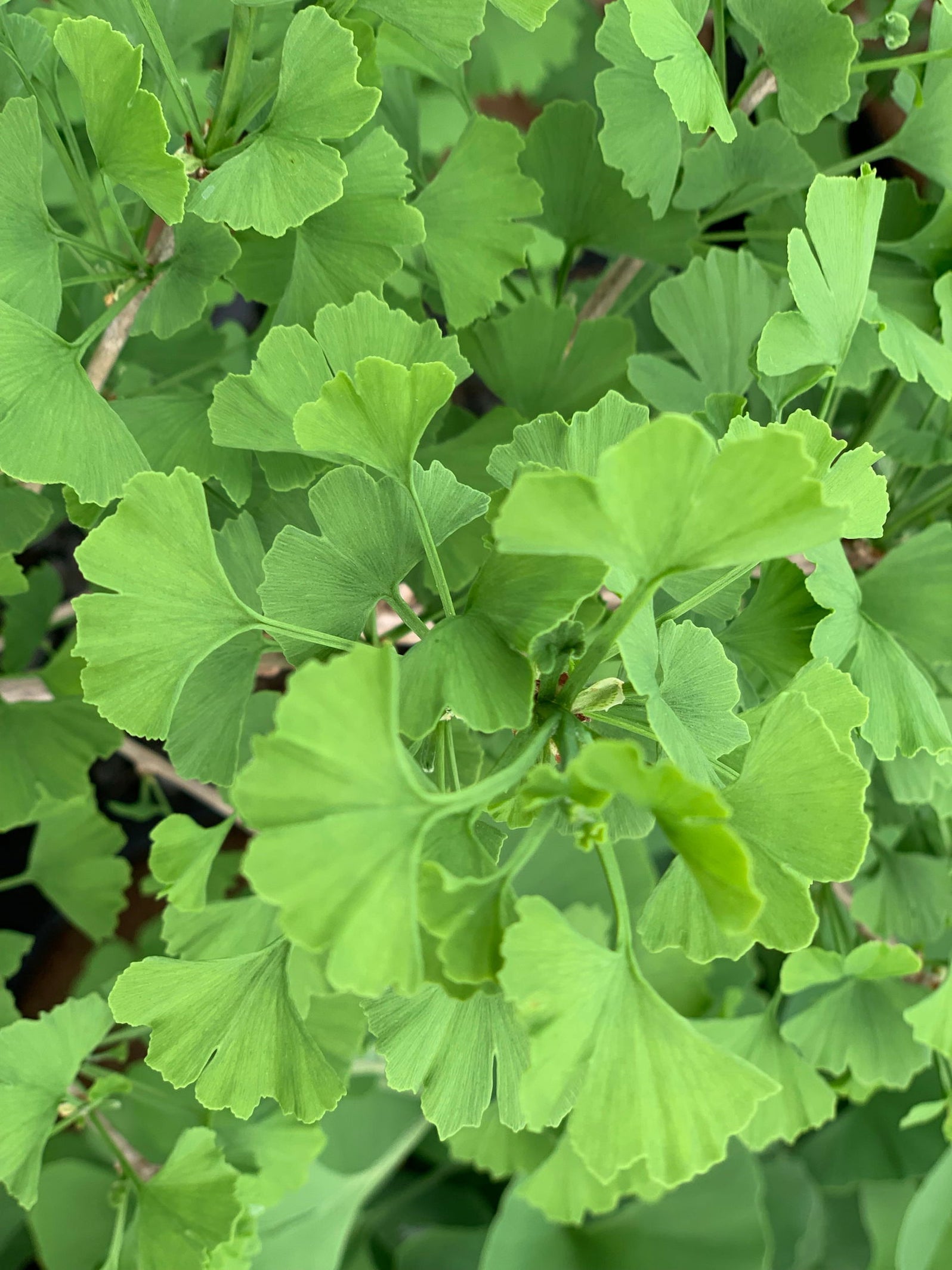 Buy Ginkgo biloba 'Folkert's Select' Male Small Leaf Ginkgo Tree — Mr ...