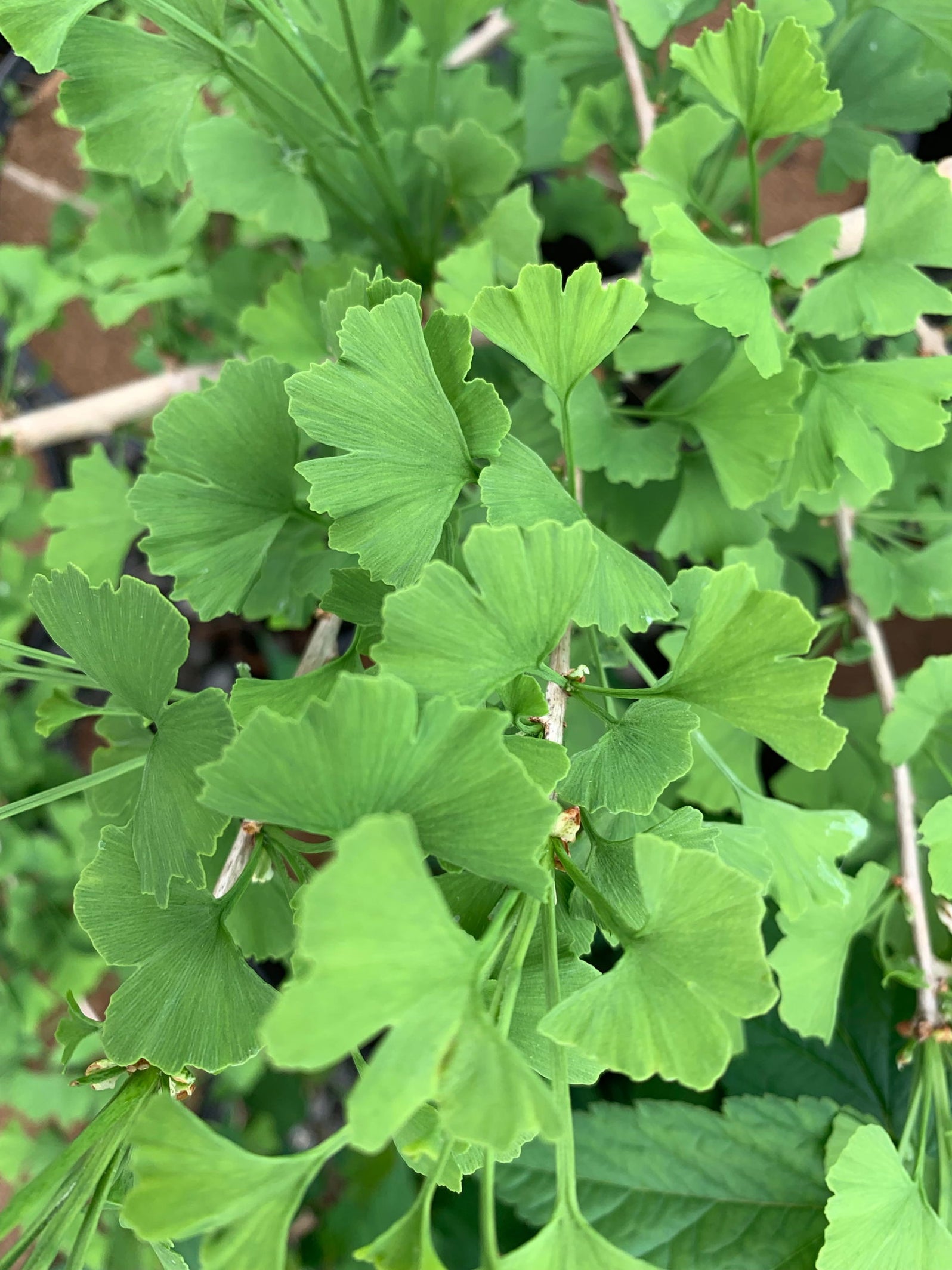 Buy Ginkgo biloba 'Folkert's Select' Male Small Leaf Ginkgo Tree — Mr ...