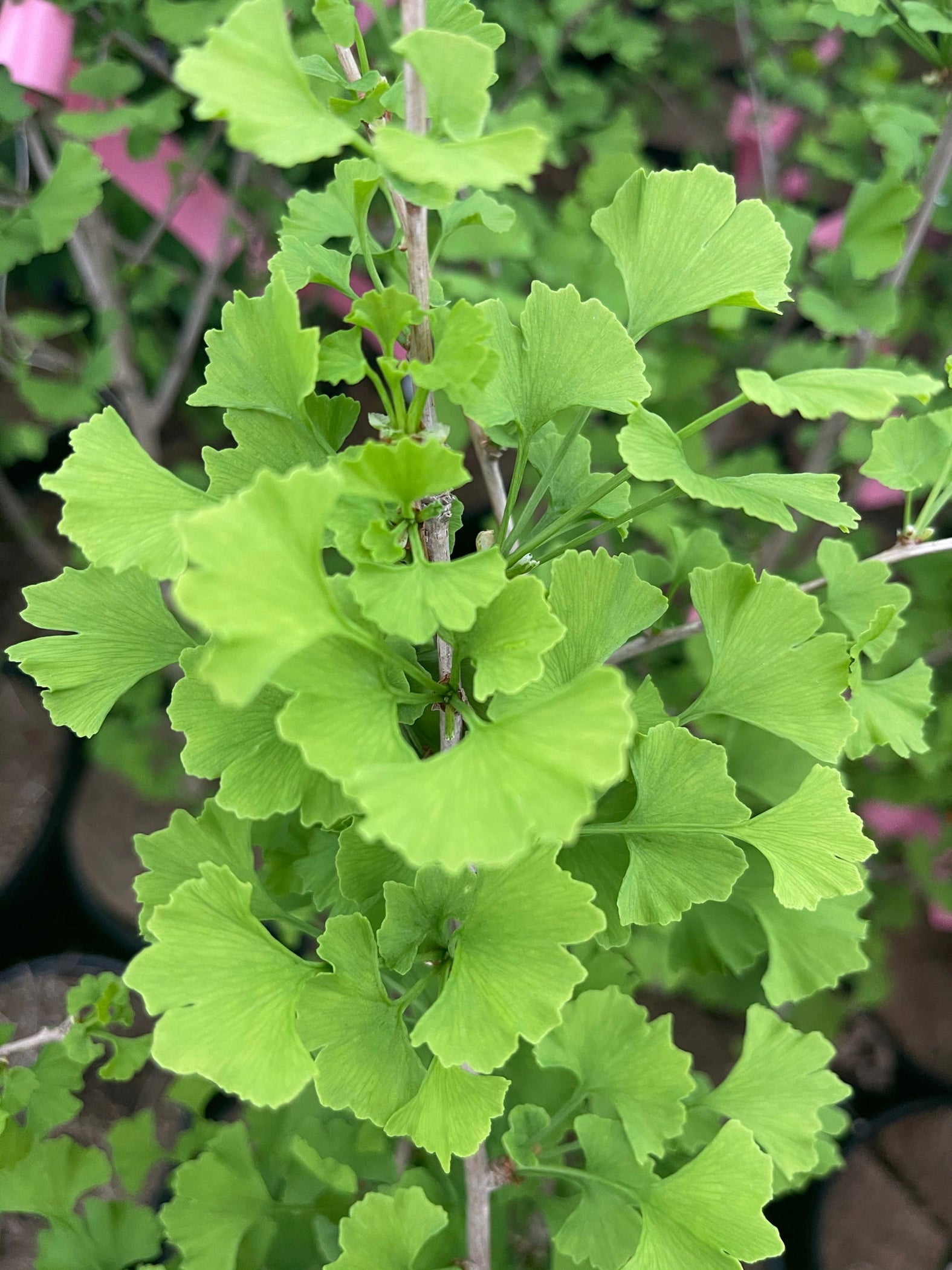 Buy Ginkgo biloba 'Folkert's Select' Male Small Leaf Ginkgo Tree — Mr ...