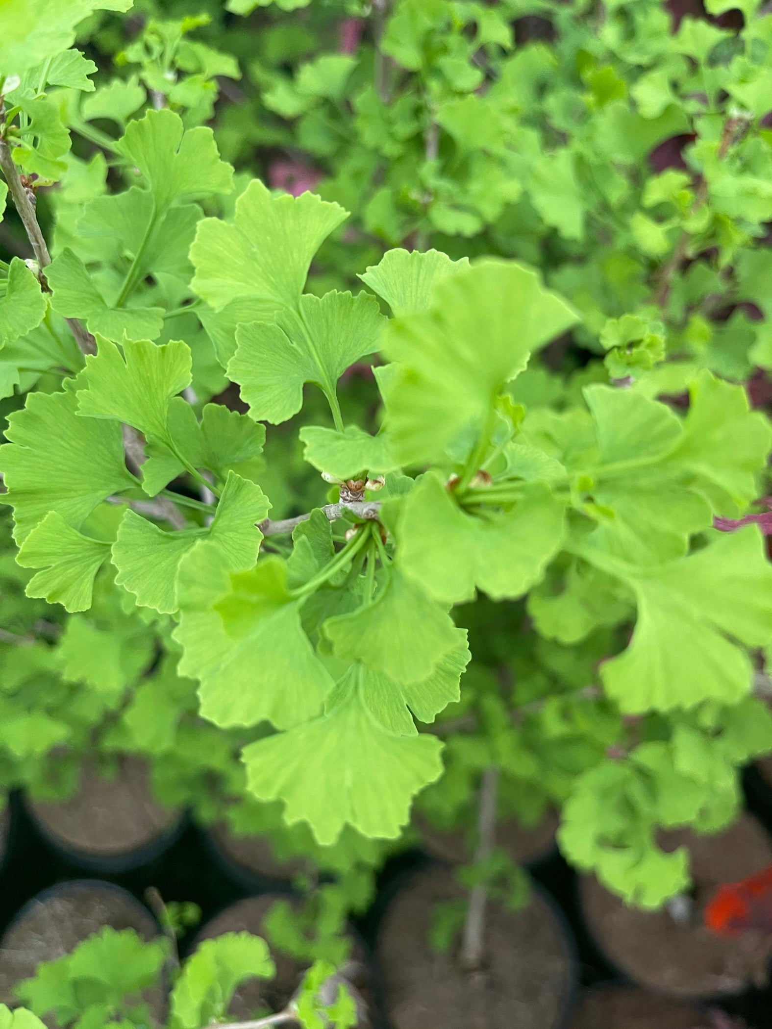 Buy Ginkgo biloba 'Folkert's Select' Male Small Leaf Ginkgo Tree — Mr ...