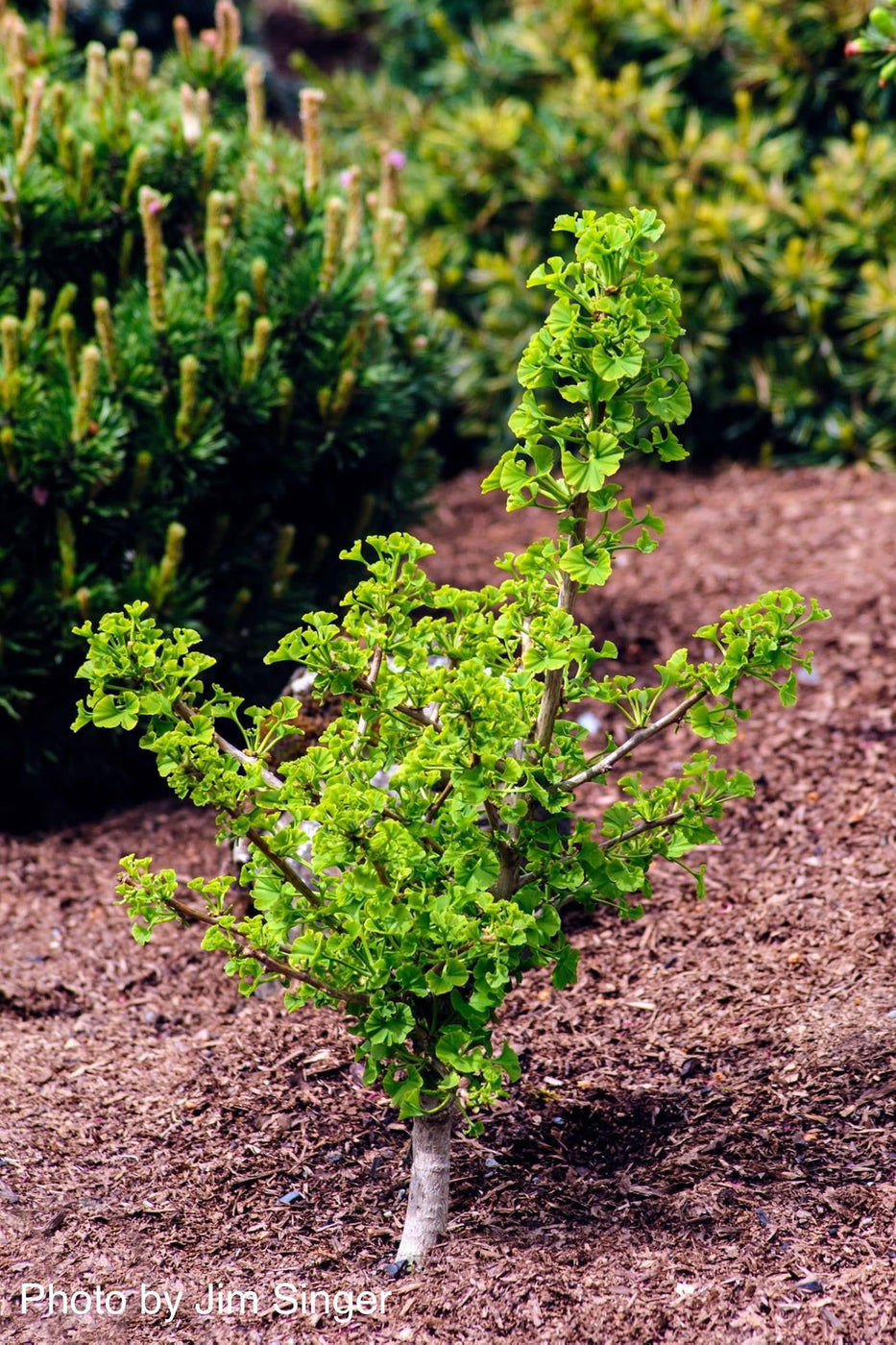 Buy Ginkgo biloba 'Gnome' Dwarf Ginkgo Tree — Mr Maple │ Buy Japanese ...