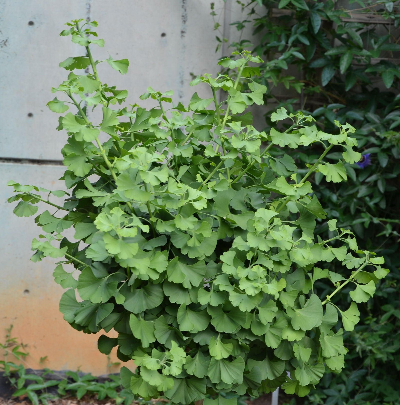 Buy Ginkgo biloba 'Gnome' Dwarf Ginkgo Tree — Mr Maple │ Buy Japanese ...