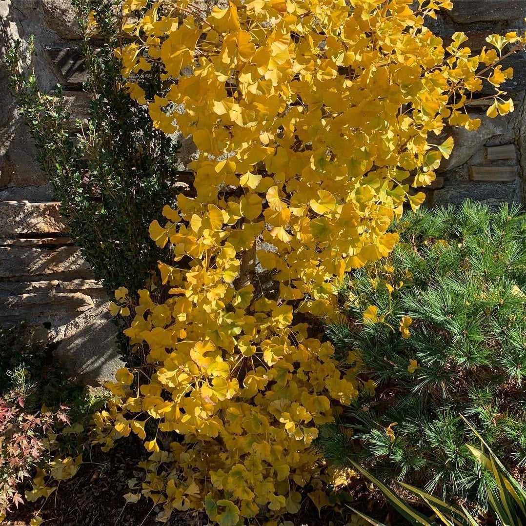 Buy Ginkgo biloba 'Gnome' Dwarf Ginkgo Tree — Mr Maple │ Buy Japanese ...