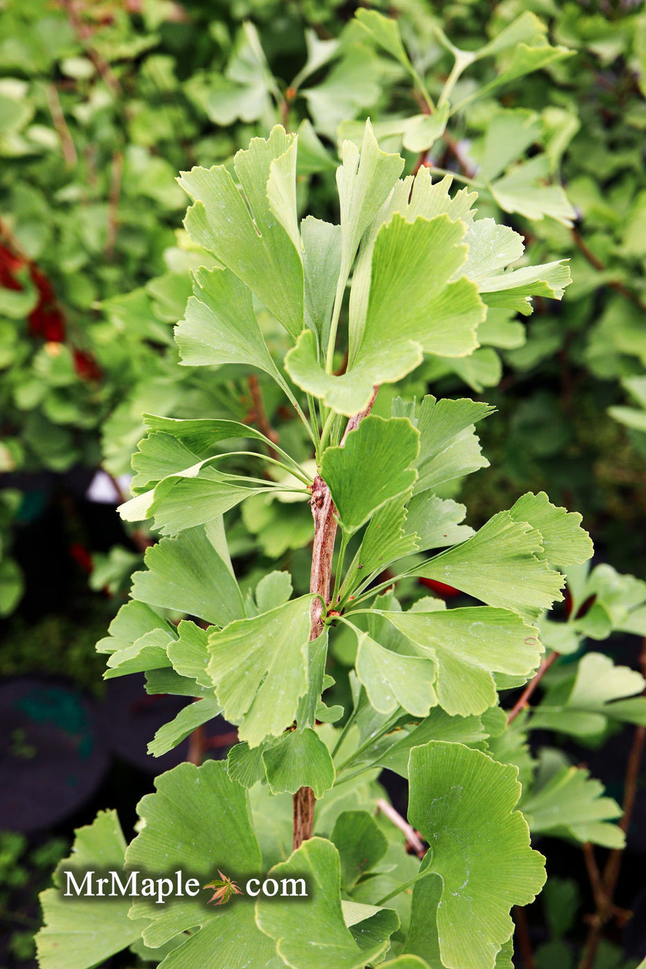 Buy Ginkgo biloba 'Golden Globe' Ginkgo Tree — Mr Maple │ Buy Japanese ...