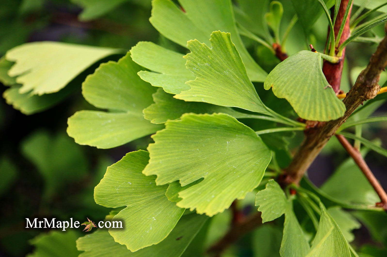 Buy Ginkgo biloba 'Golden Globe' Ginkgo Tree — Mr Maple │ Buy Japanese ...