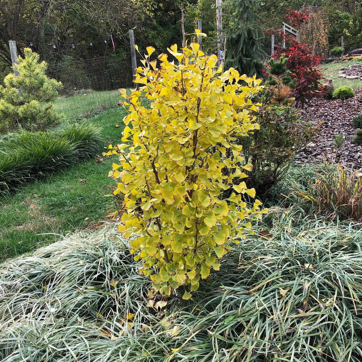 Buy Ginkgo biloba 'Green Pagoda' Dwarf Compact Upright Male Ginkgo Tree ...