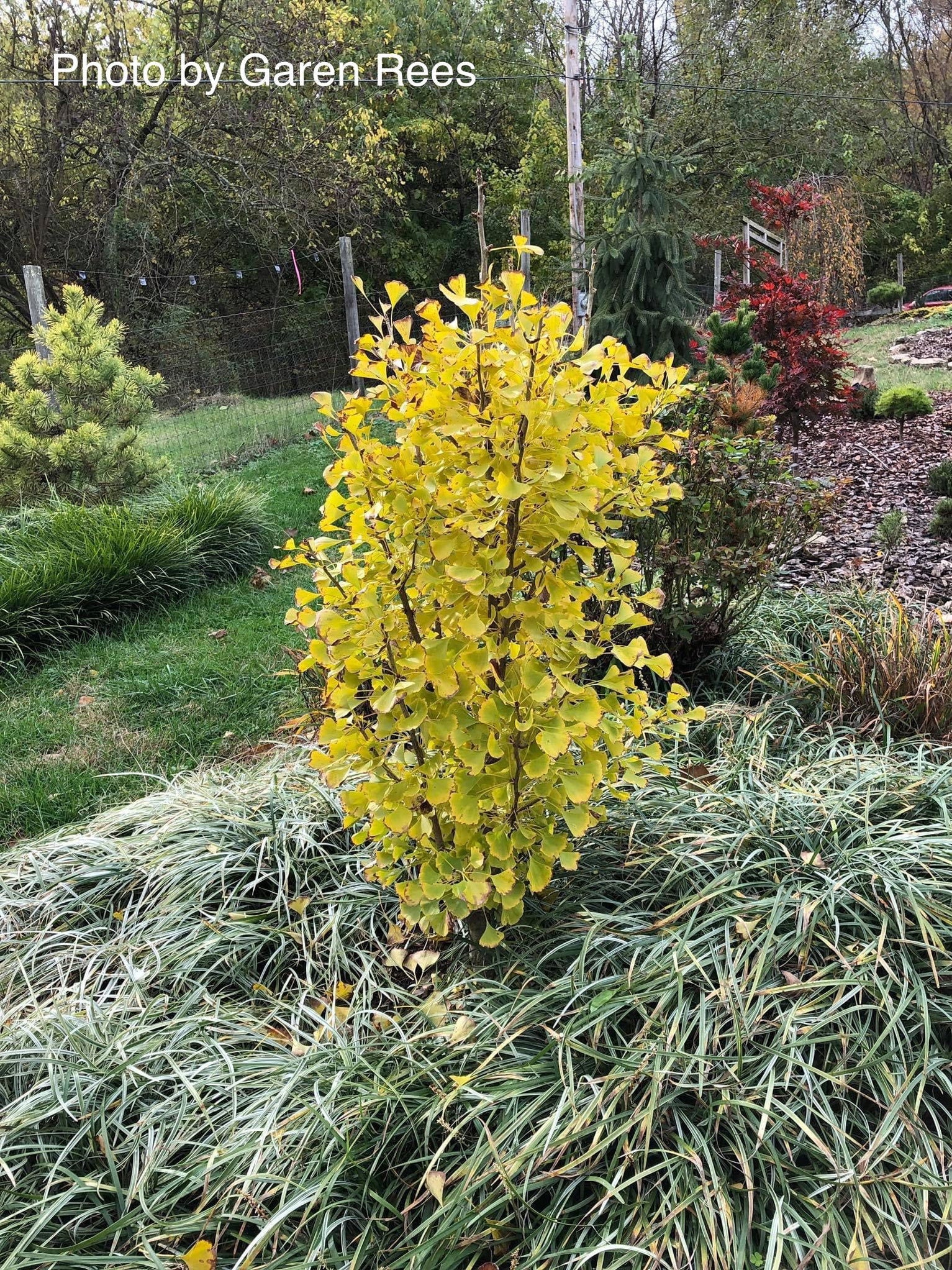 Buy Ginkgo biloba 'Green Pagoda' Dwarf Compact Upright Male Ginkgo Tree ...