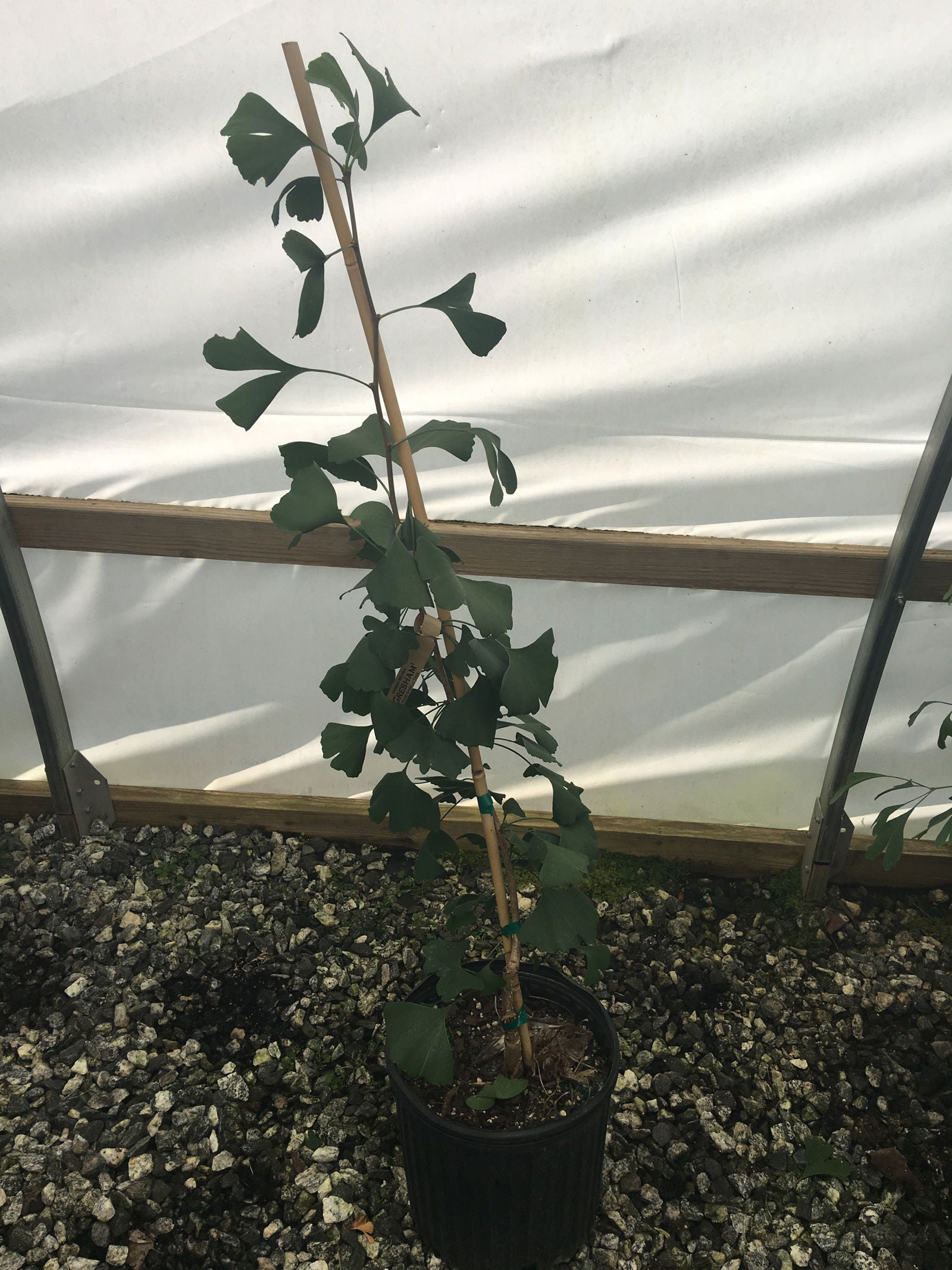 Buy Ginkgo biloba 'Gresham' Broad Spreading Ginkgo Tree — Mr Maple ...