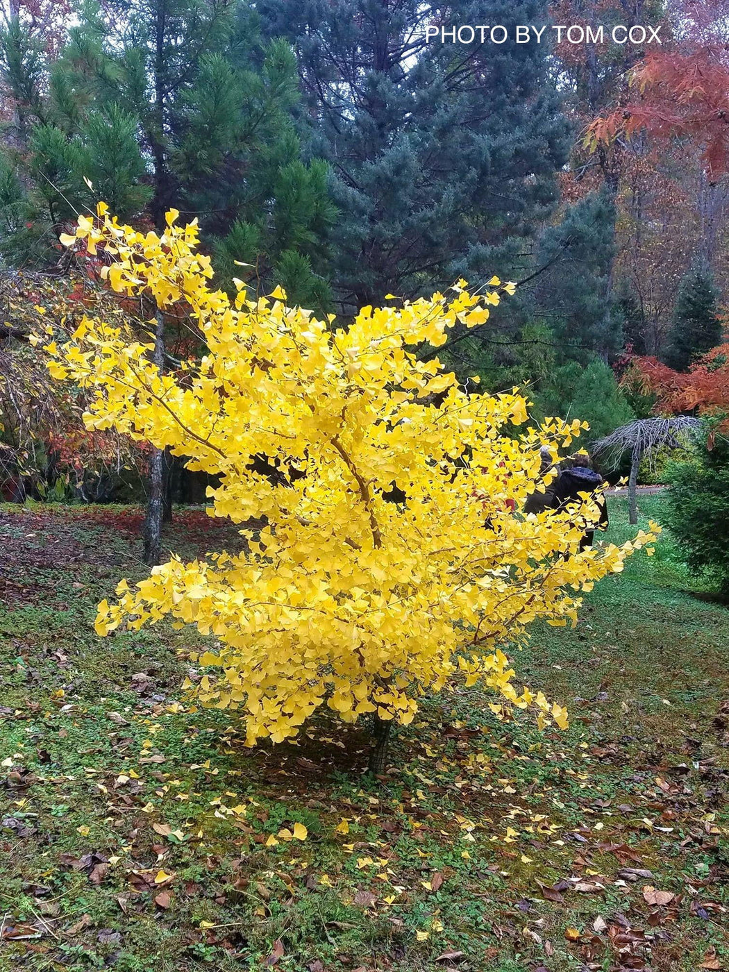 Buy Ginkgo biloba 'Jade Butterflies' Male Ginkgo Tree — Mr Maple │ Buy ...