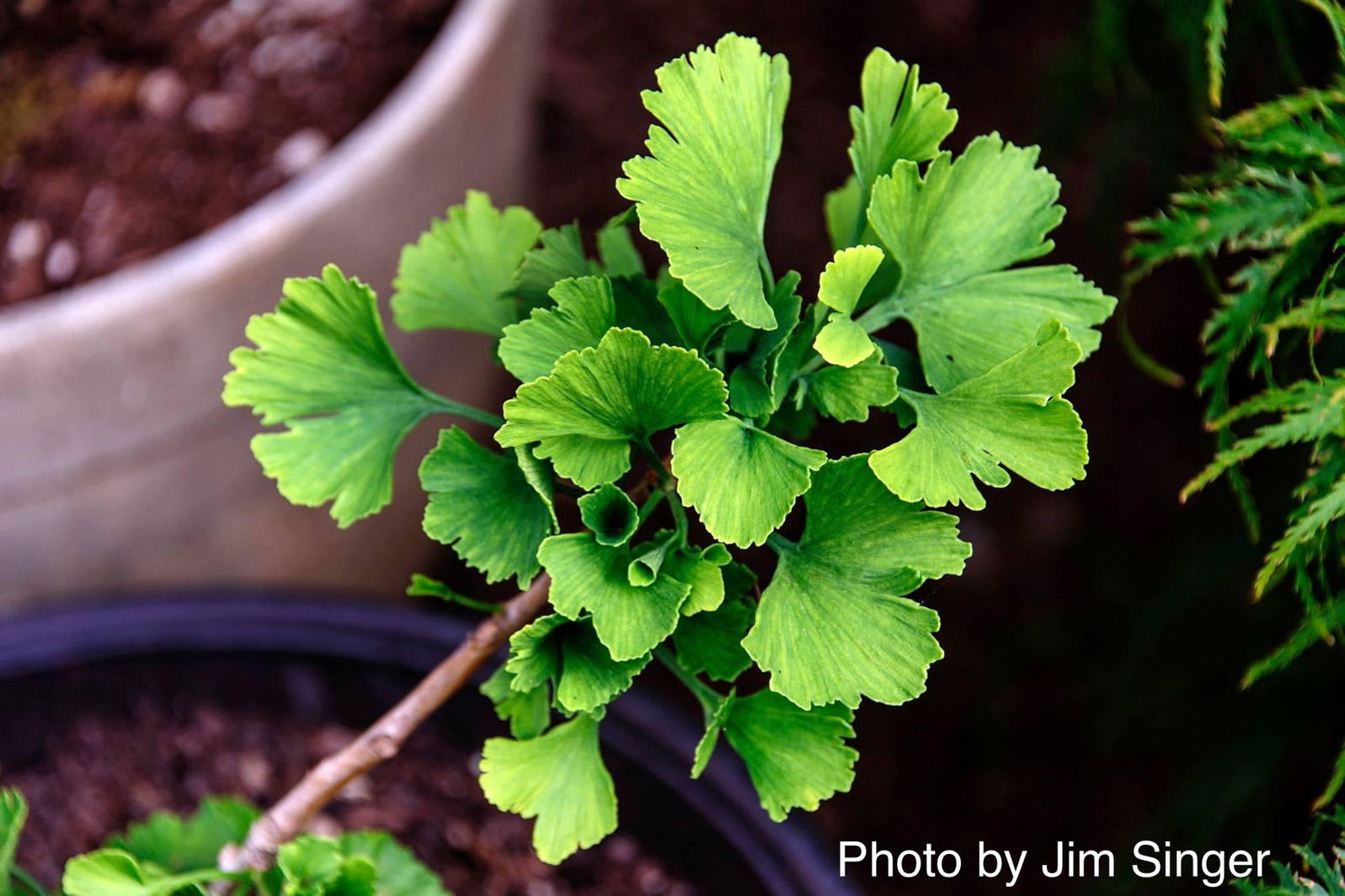 Buy Ginkgo biloba 'Jagged Jade' Rare Unusual Leaf Male Ginkgo Tree For ...