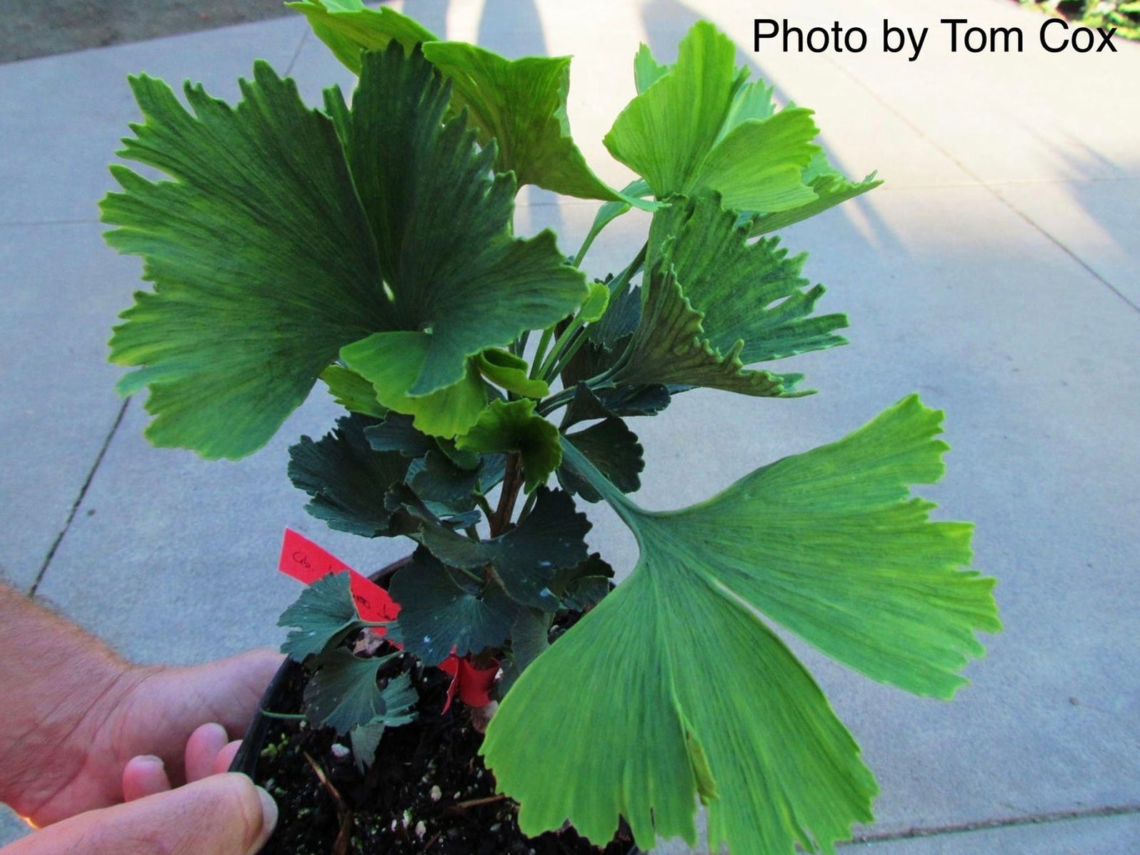Buy Ginkgo biloba 'Jagged Jade' Rare Unusual Leaf Male Ginkgo Tree For ...