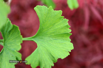 Buy Ginkgo biloba 'Jagged Jade' Rare Unusual Leaf Male Ginkgo Tree For ...