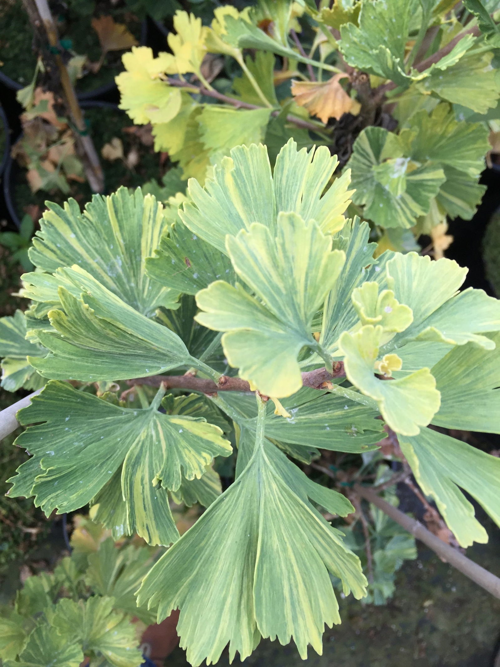 Buy Ginkgo biloba 'Jagged Jester' Variegated Ginkgo Tree — Mr Maple ...