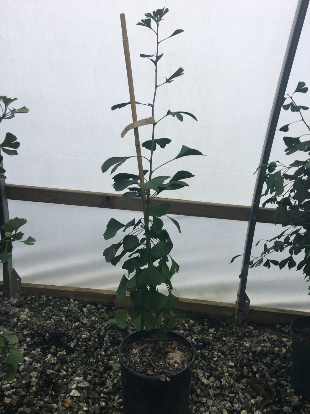 Buy Ginkgo biloba 'Kew' Narrow Male Ginkgo Tree — Mr Maple │ Buy ...