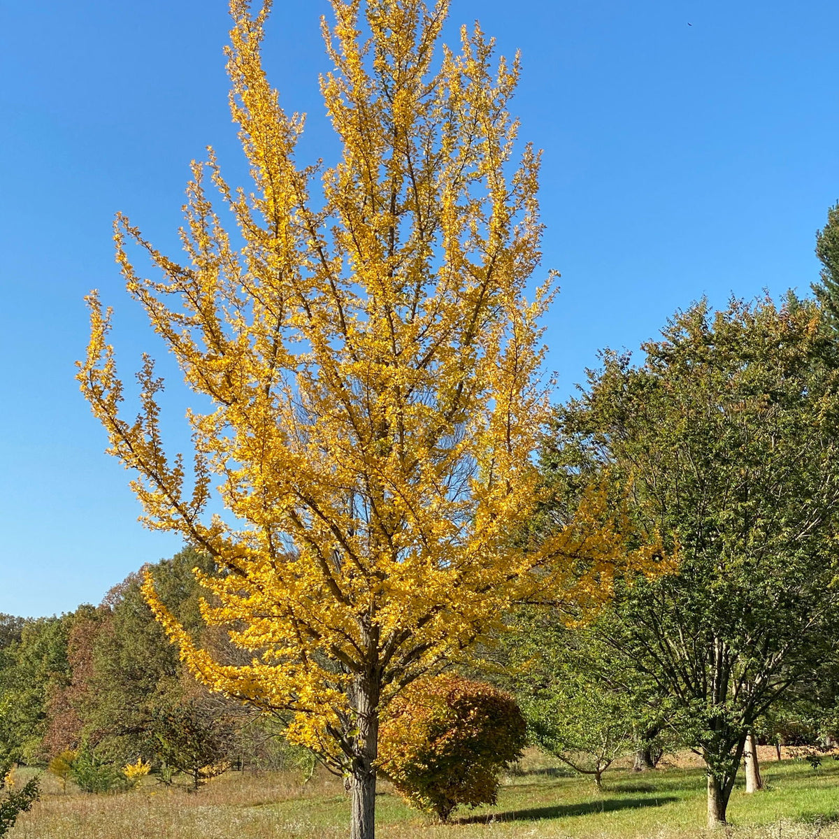 Buy Ginkgo biloba 'Magyar' Male Ginkgo Tree — Mr Maple │ Buy Japanese ...