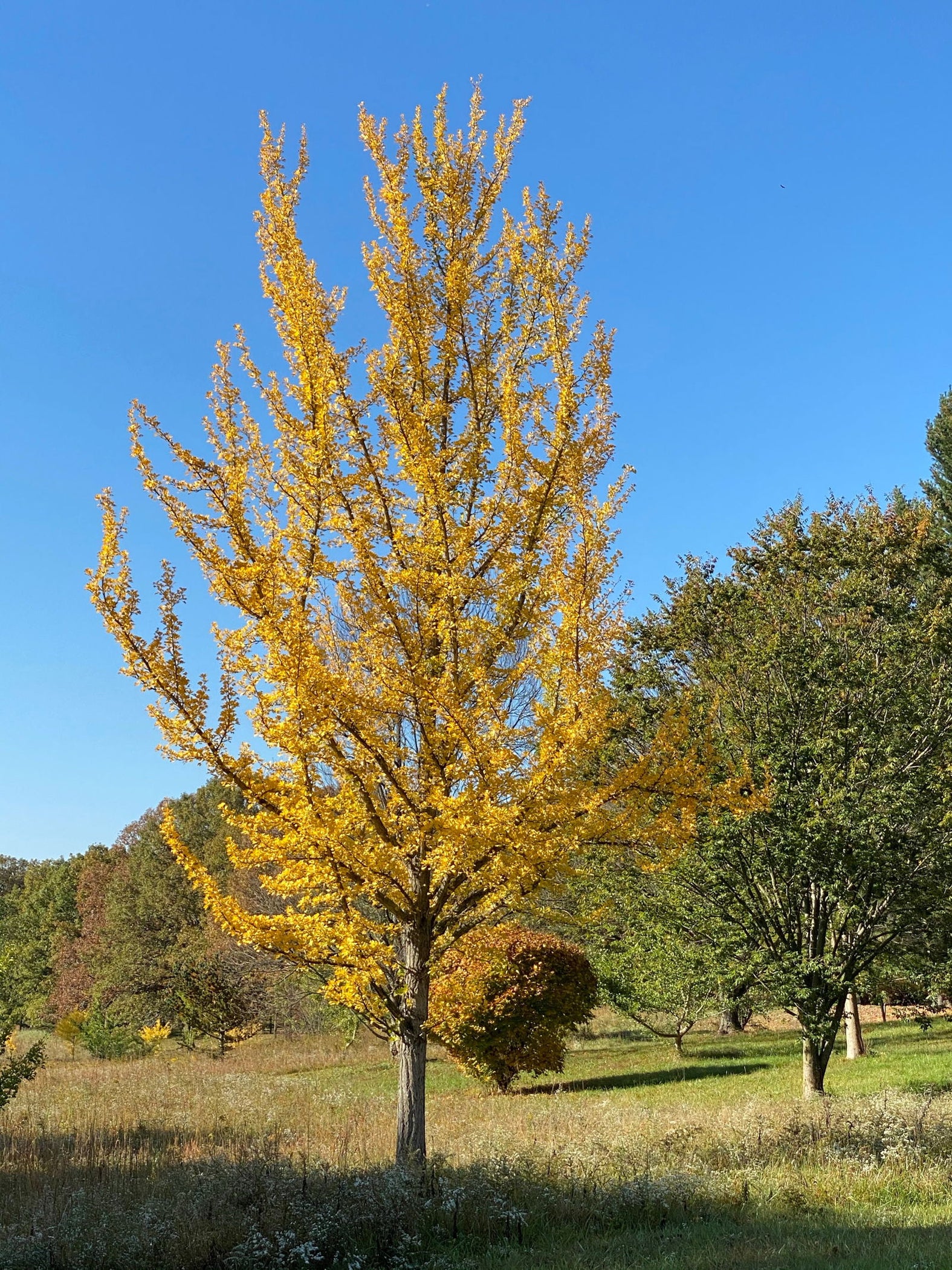 Buy Ginkgo biloba 'Magyar' Male Ginkgo Tree — Mr Maple │ Buy Japanese ...