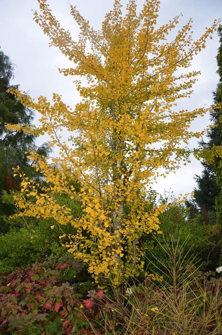 Buy Ginkgo biloba 'Magyar' Male Ginkgo Tree — Mr Maple │ Buy Japanese ...