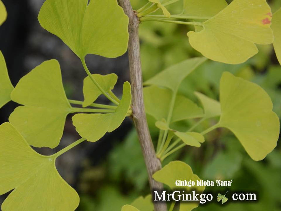 Buy Ginkgo biloba 'Nana' Dwarf Ginkgo Tree — Mr Maple │ Buy Japanese ...