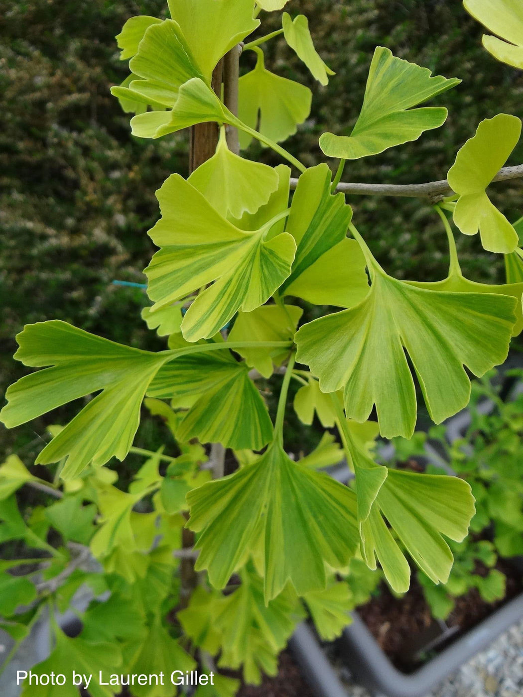 Buy Ginkgo biloba 'Peve Maribo' Dwarf Variegated Ginkgo Tree — Mr Maple ...