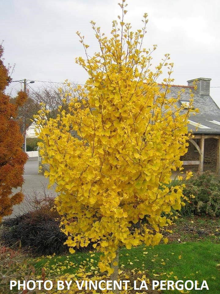 Buy Ginkgo biloba 'Princeton Gold' Male Ginkgo Tree — Mr Maple │ Buy ...