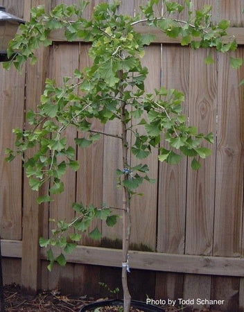Buy Ginkgo biloba 'Ross Moore' Weeping Ginkgo Tree — Mr Maple │ Buy ...