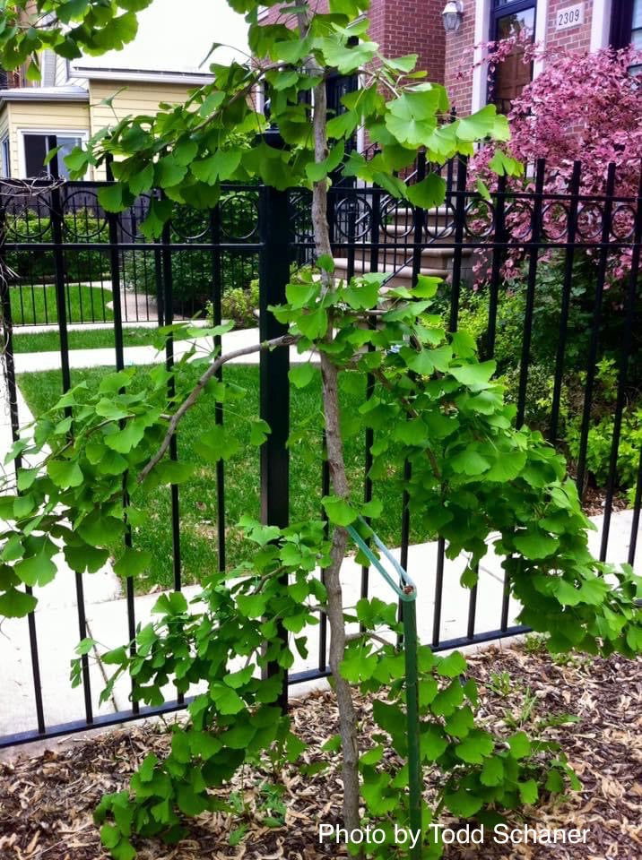 Buy Ginkgo biloba 'Ross Moore' Weeping Ginkgo Tree — Mr Maple │ Buy ...