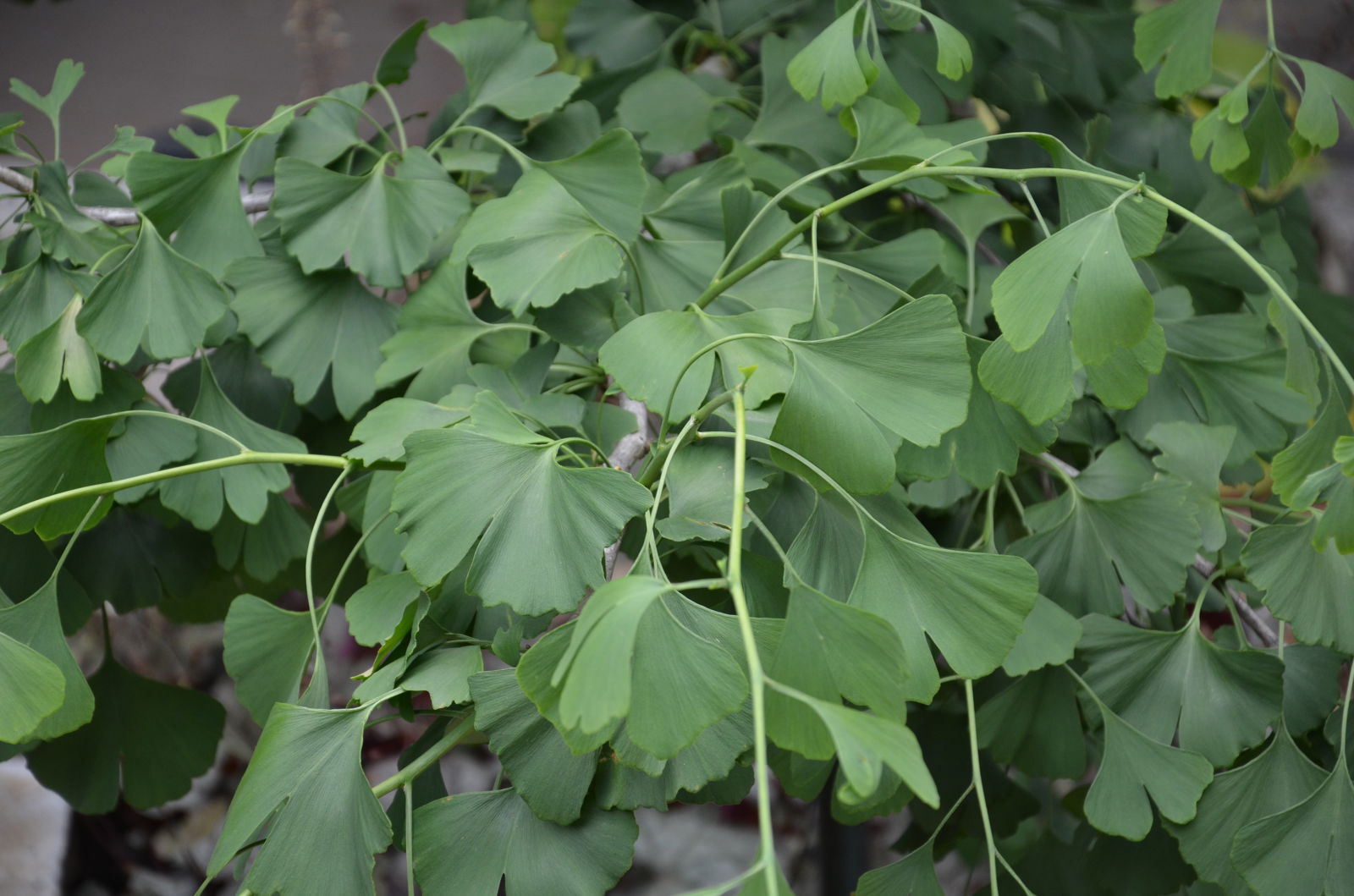 Buy Ginkgo biloba 'Ross Moore' Weeping Ginkgo Tree — Mr Maple │ Buy ...