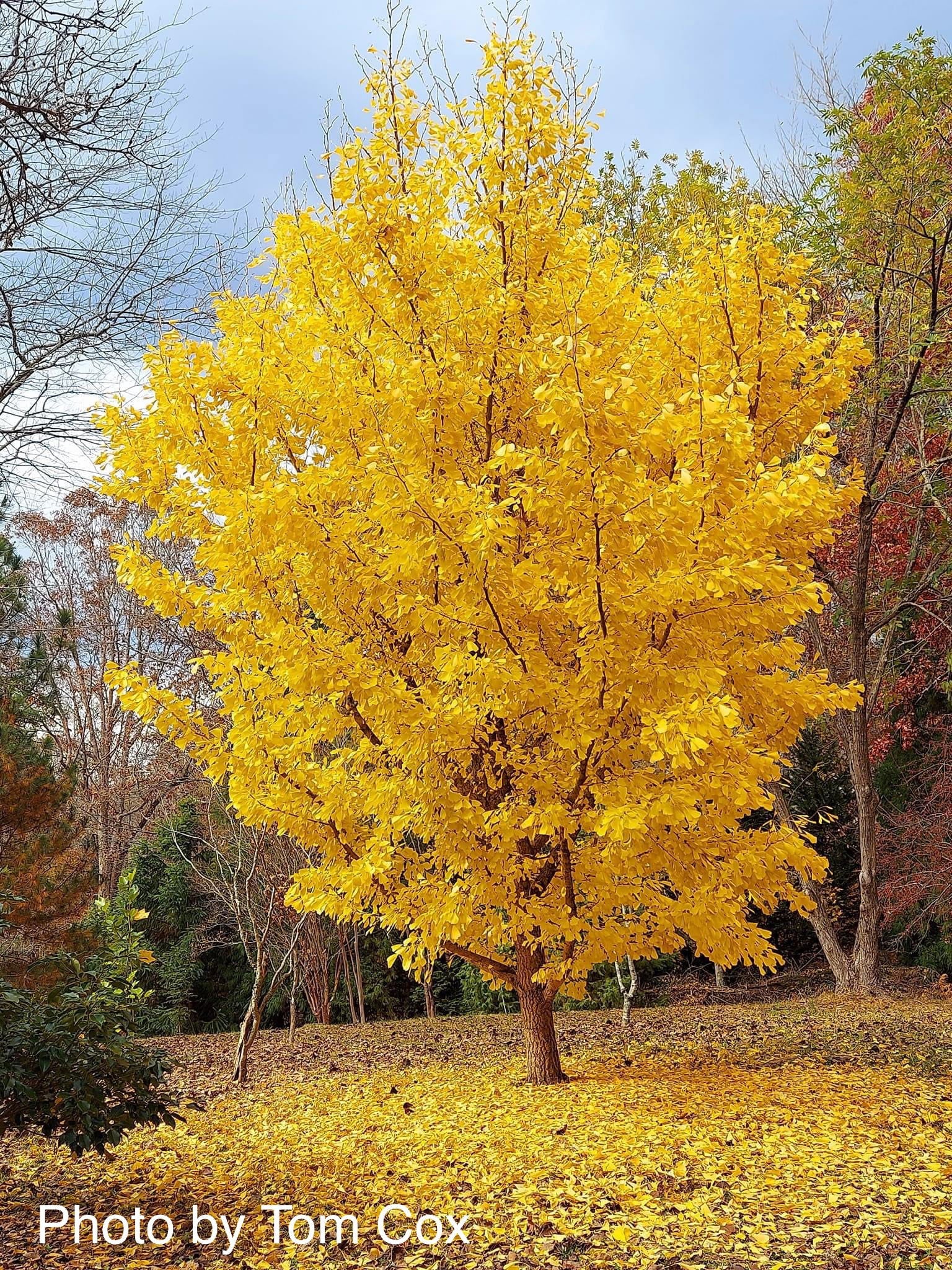 Buy Upright Male Ginkgo Trees — Mr Maple │ Buy Japanese Maple Trees