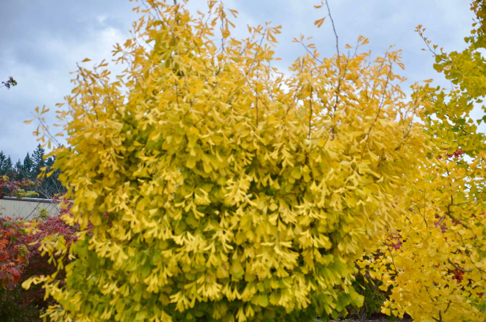 Buy Upright Male Ginkgo Trees — Mr Maple │ Buy Japanese Maple Trees