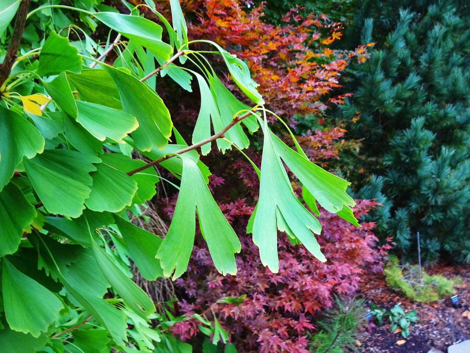 Buy Ginkgo biloba 'Saratoga' Male Ginkgo Tree — Mr Maple │ Buy Japanese ...