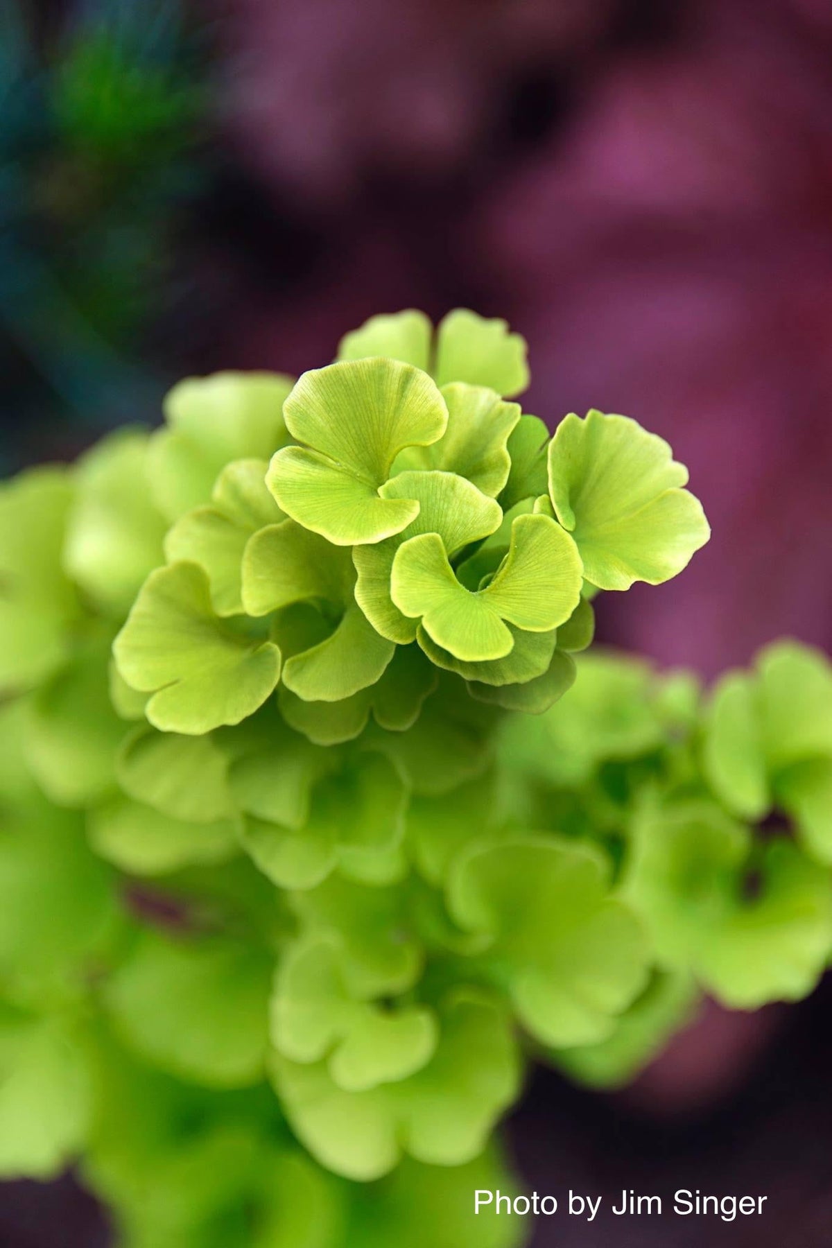 Buy Ginkgo biloba ‘Slovakian Princess' Dwarf Ginkgo Tree — Mr Maple ...