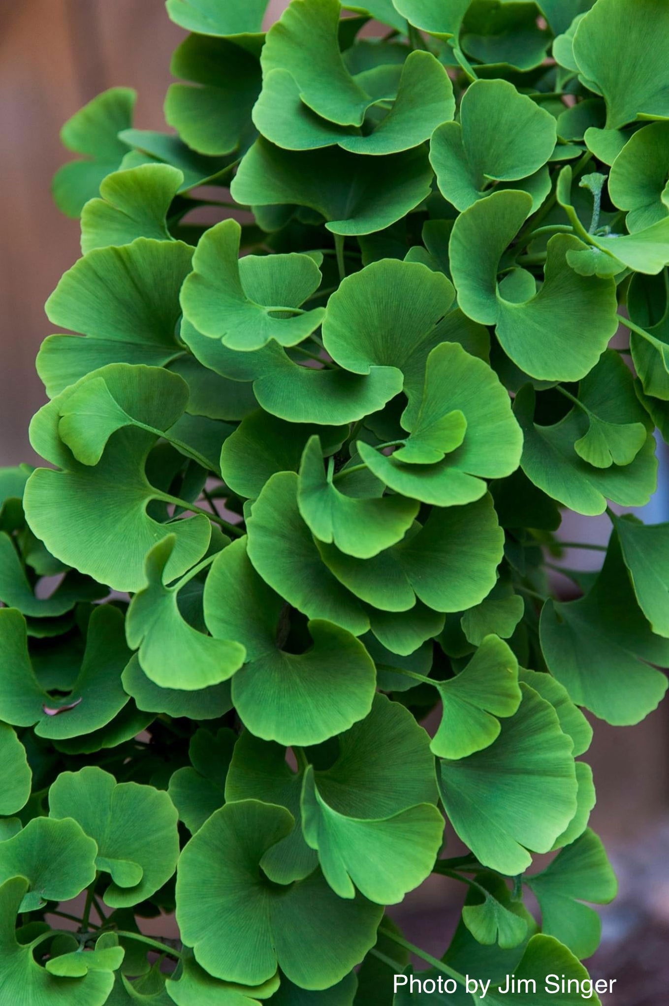 Buy Ginkgo biloba ‘Slovakian Princess' Dwarf Ginkgo Tree — Mr Maple ...