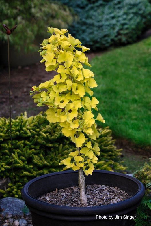 Buy Ginkgo biloba ‘Slovakian Princess' Dwarf Ginkgo Tree — Mr Maple ...