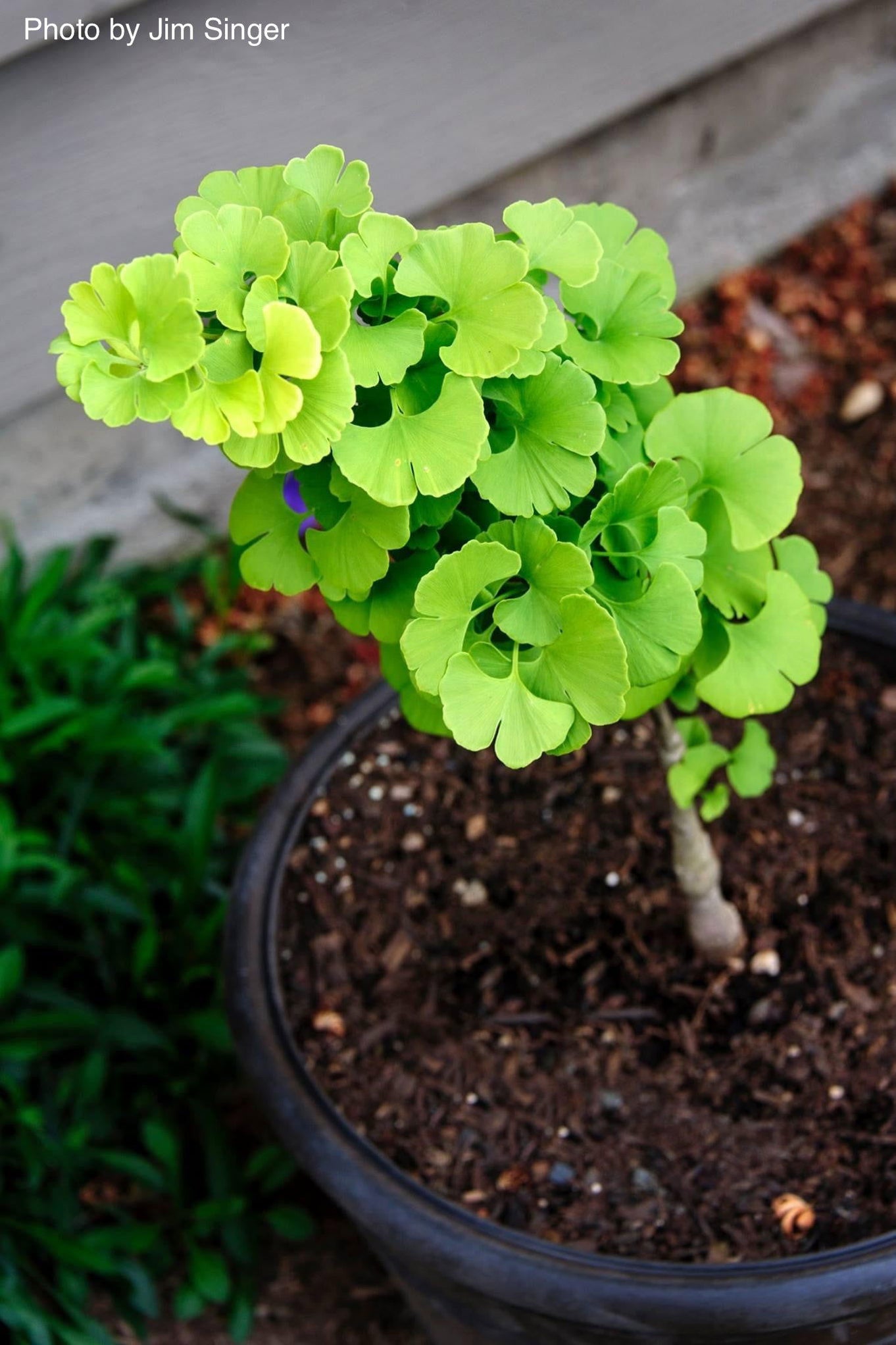 Buy Ginkgo biloba ‘Slovakian Princess' Dwarf Ginkgo Tree — Mr Maple ...