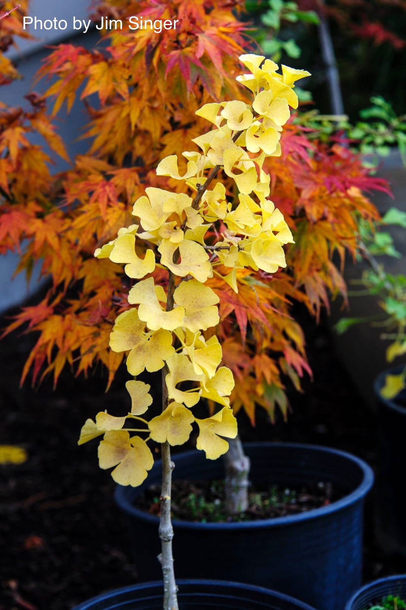 Buy Ginkgo biloba ‘Slovakian Princess' Dwarf Ginkgo Tree — Mr Maple ...