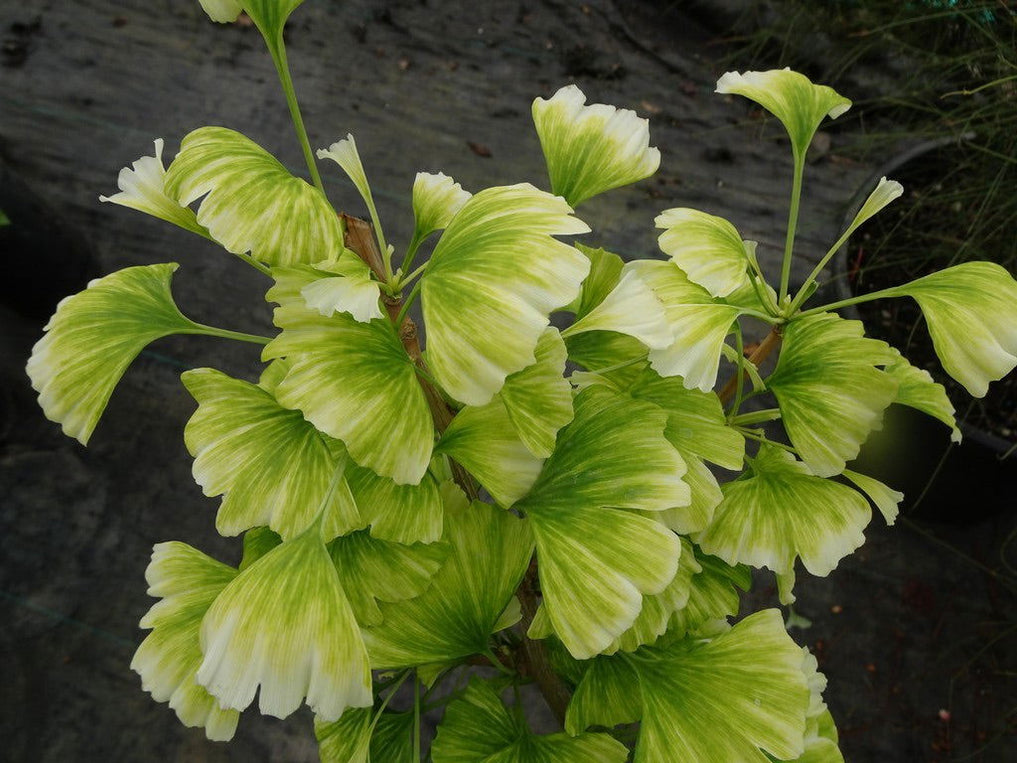 Buy Ginkgo biloba 'Snow Cloud' Variegated Male Ginkgo Tree — Mr Maple ...